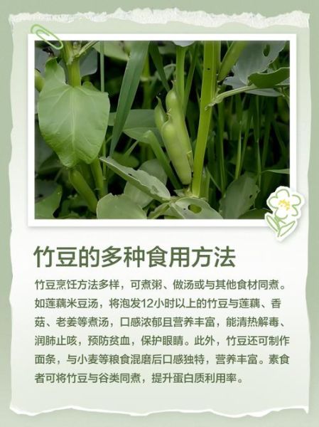 竹豆的功效与作用_竹豆怎么吃最养人-第3张图片-山城妙识 竹豆的功效与作用_竹豆怎么吃最养人-第3张图片-山城妙识