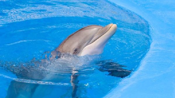 海豚怎么睡觉_海豚睡觉会淹死吗-第2张图片-山城妙识 海豚怎么睡觉_海豚睡觉会淹死吗-第2张图片-山城妙识