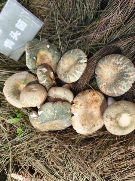 牛肝菌读音_菌怎么读-第1张图片-山城妙识 牛肝菌读音_菌怎么读-第1张图片-山城妙识