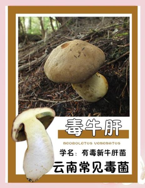 牛肝菌读音_菌怎么读-第2张图片-山城妙识 牛肝菌读音_菌怎么读-第2张图片-山城妙识