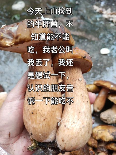 牛肝菌读音_菌怎么读-第3张图片-山城妙识 牛肝菌读音_菌怎么读-第3张图片-山城妙识