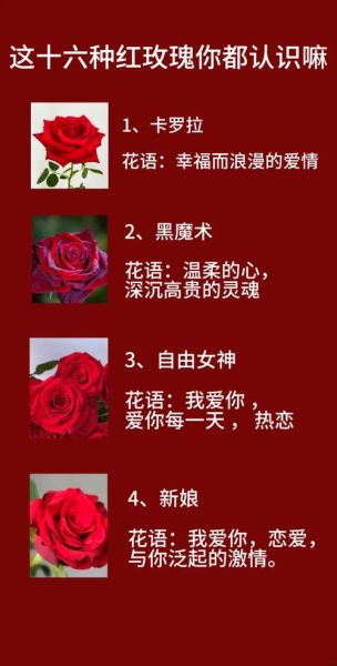 玫瑰花图片大全_真实玫瑰品种图鉴-第3张图片-山城妙识 玫瑰花图片大全_真实玫瑰品种图鉴-第3张图片-山城妙识