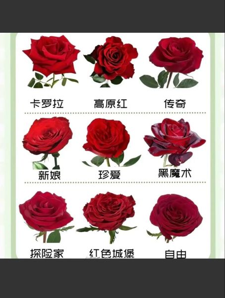 玫瑰花图片大全_真实玫瑰品种图鉴-第2张图片-山城妙识 玫瑰花图片大全_真实玫瑰品种图鉴-第2张图片-山城妙识
