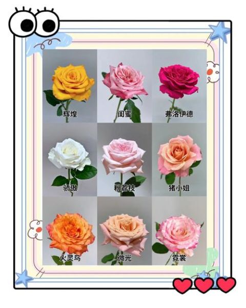 玫瑰花图片大全_真实玫瑰品种图鉴-第1张图片-山城妙识 玫瑰花图片大全_真实玫瑰品种图鉴-第1张图片-山城妙识