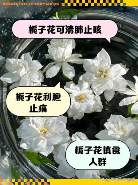 栀子花风水作用禁忌_家里能放吗-第1张图片-山城妙识 栀子花风水作用禁忌_家里能放吗-第1张图片-山城妙识