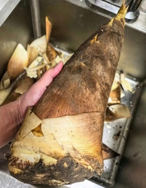 毛竹笋怎么处理_毛竹笋怎么做啊-第1张图片-山城妙识 毛竹笋怎么处理_毛竹笋怎么做啊-第1张图片-山城妙识