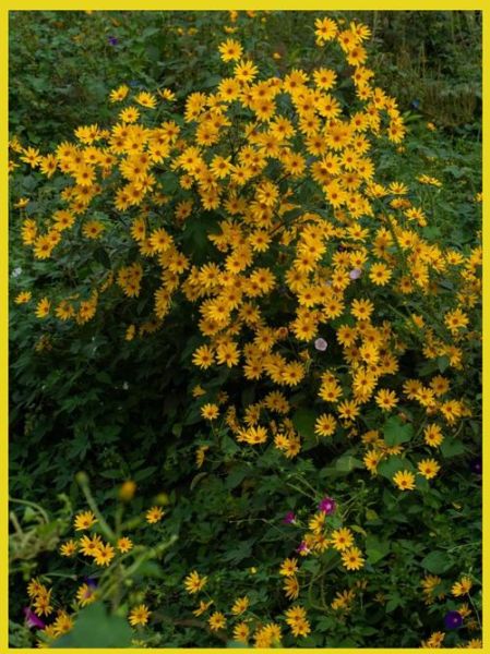 野菊花图片大全_野菊花长什么样-第3张图片-山城妙识 野菊花图片大全_野菊花长什么样-第3张图片-山城妙识