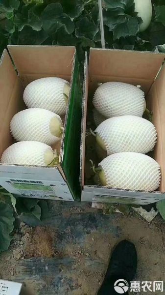 白兰瓜的功效与作用_白兰瓜怎么吃最营养-第2张图片-山城妙识 白兰瓜的功效与作用_白兰瓜怎么吃最营养-第2张图片-山城妙识