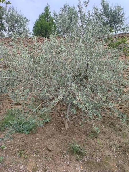 油橄榄树怎么种_油橄榄树几年结果-第1张图片-山城妙识 油橄榄树怎么种_油橄榄树几年结果-第1张图片-山城妙识