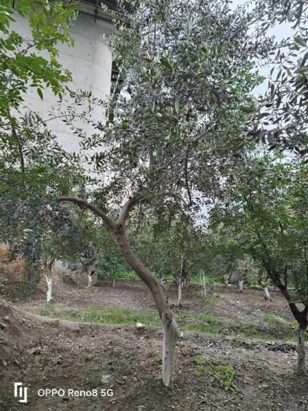 油橄榄树怎么种_油橄榄树几年结果-第3张图片-山城妙识 油橄榄树怎么种_油橄榄树几年结果-第3张图片-山城妙识