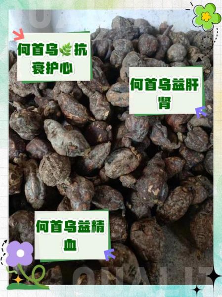 制首乌的功效与作用_如何正确服用制首乌-第1张图片-山城妙识