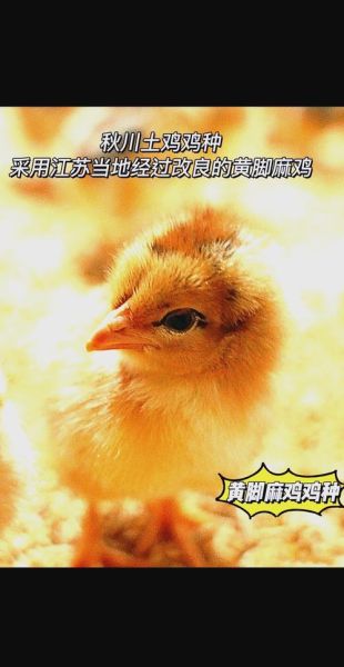 中国土鸡品种排行榜_哪种土鸡最好吃-第3张图片-山城妙识 中国土鸡品种排行榜_哪种土鸡最好吃-第3张图片-山城妙识