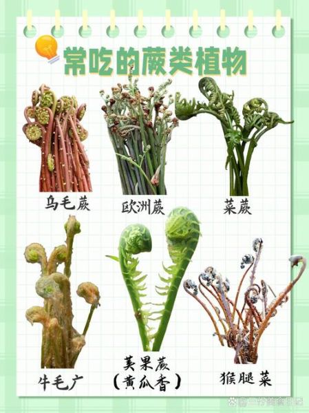 吃蕨菜有什么好处_蕨菜营养价值高吗-第3张图片-山城妙识