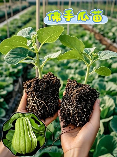 佛手瓜种植哪头朝上_发芽更快-第2张图片-山城妙识 佛手瓜种植哪头朝上_发芽更快-第2张图片-山城妙识