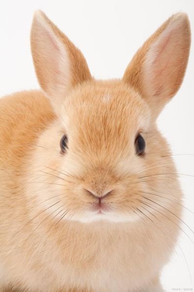 兔子图片大全大图_哪里找高清无水印-第2张图片-山城妙识 兔子图片大全大图_哪里找高清无水印-第2张图片-山城妙识