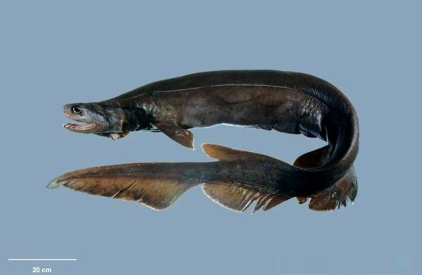 十大古老鱼有哪些_它们为何能存活至今-第1张图片-山城妙识 十大古老鱼有哪些_它们为何能存活至今-第1张图片-山城妙识