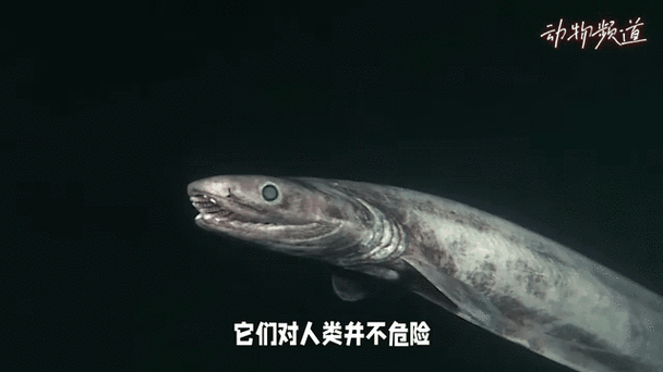 十大古老鱼有哪些_它们为何能存活至今-第2张图片-山城妙识 十大古老鱼有哪些_它们为何能存活至今-第2张图片-山城妙识