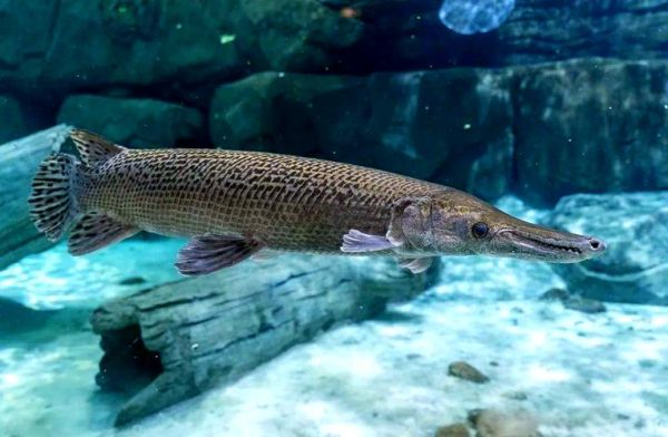 十大古老鱼有哪些_它们为何能存活至今-第3张图片-山城妙识 十大古老鱼有哪些_它们为何能存活至今-第3张图片-山城妙识