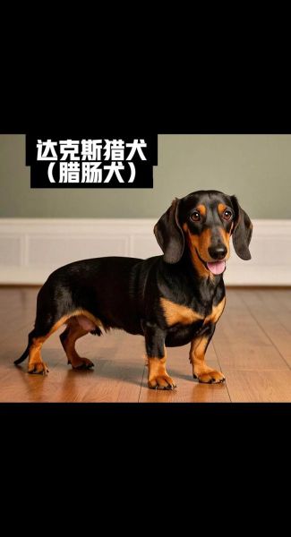 腊肠狗怎么样_腊肠狗优缺点-第2张图片-山城妙识 腊肠狗怎么样_腊肠狗优缺点-第2张图片-山城妙识