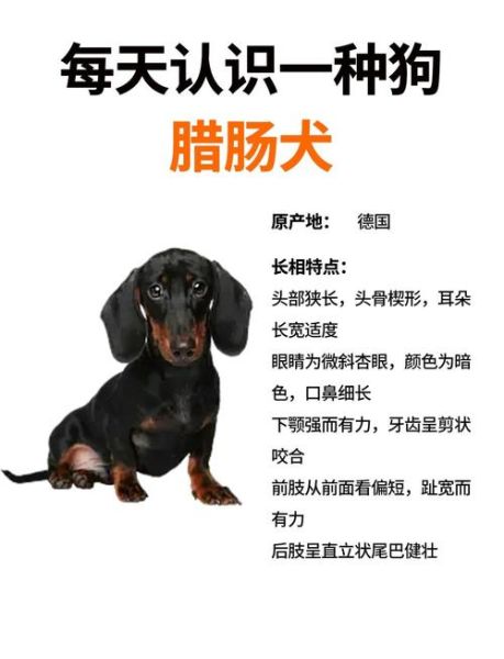 腊肠狗怎么样_腊肠狗优缺点-第3张图片-山城妙识 腊肠狗怎么样_腊肠狗优缺点-第3张图片-山城妙识