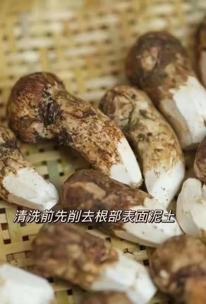 松茸怎么清洗_松茸清洗后如何保存-第1张图片-山城妙识