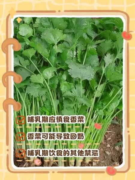 哺乳期能吃香菜吗_香菜回奶还是下奶-第1张图片-山城妙识