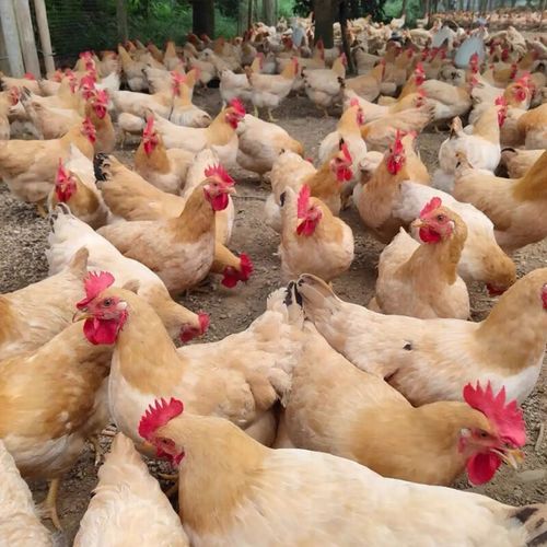 三黄鸡多少钱一斤批发_三黄鸡批发价格行情-第1张图片-山城妙识