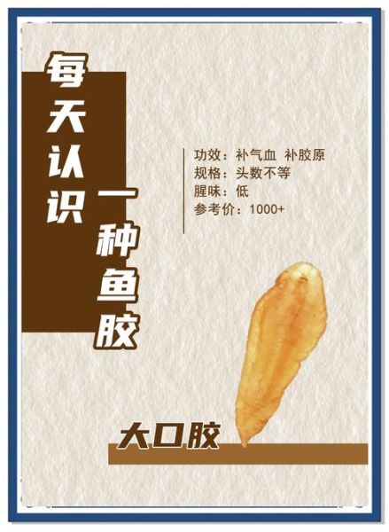 大口胶是什么鱼的鱼胶_大口胶鱼胶的功效与作用-第2张图片-山城妙识 大口胶是什么鱼的鱼胶_大口胶鱼胶的功效与作用-第2张图片-山城妙识