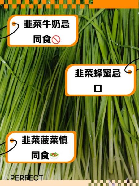 韭菜不能和什么一起吃_韭菜的禁忌有哪些-第3张图片-山城妙识 韭菜不能和什么一起吃_韭菜的禁忌有哪些-第3张图片-山城妙识