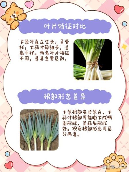 青蒜和大葱的区别_哪个更营养-第3张图片-山城妙识 青蒜和大葱的区别_哪个更营养-第3张图片-山城妙识