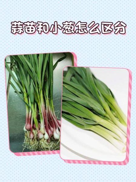 青蒜和大葱的区别_哪个更营养-第2张图片-山城妙识 青蒜和大葱的区别_哪个更营养-第2张图片-山城妙识