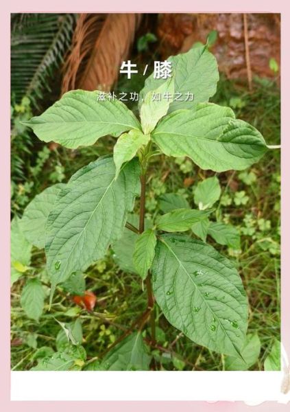 牛膝的功效与作用_牛膝的食用方法-第2张图片-山城妙识 牛膝的功效与作用_牛膝的食用方法-第2张图片-山城妙识