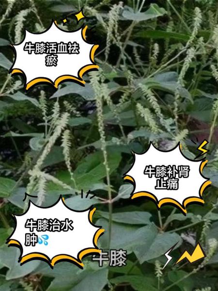 牛膝的功效与作用_牛膝的食用方法-第1张图片-山城妙识 牛膝的功效与作用_牛膝的食用方法-第1张图片-山城妙识