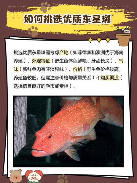 东星斑养殖条件_东星斑养殖周期多久-第1张图片-山城妙识 东星斑养殖条件_东星斑养殖周期多久-第1张图片-山城妙识