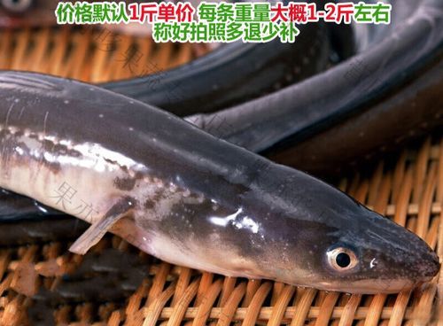 白鳝多少钱一斤_白鳝价格行情-第1张图片-山城妙识 白鳝多少钱一斤_白鳝价格行情-第1张图片-山城妙识