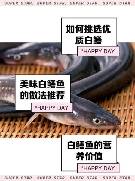 白鳝多少钱一斤_白鳝价格行情-第2张图片-山城妙识 白鳝多少钱一斤_白鳝价格行情-第2张图片-山城妙识