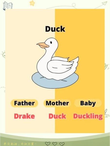 duck怎么拼写_duck和duckling区别-第2张图片-山城妙识 duck怎么拼写_duck和duckling区别-第2张图片-山城妙识