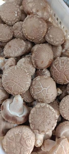 冬菇的功效与禁忌_冬菇什么人不能吃-第3张图片-山城妙识 冬菇的功效与禁忌_冬菇什么人不能吃-第3张图片-山城妙识