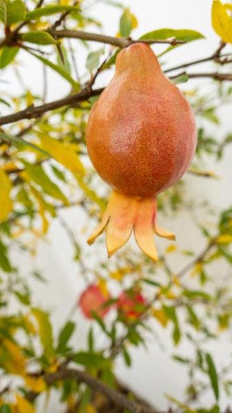 石榴什么时候成熟_如何判断石榴是否成熟-第3张图片-山城妙识 石榴什么时候成熟_如何判断石榴是否成熟-第3张图片-山城妙识