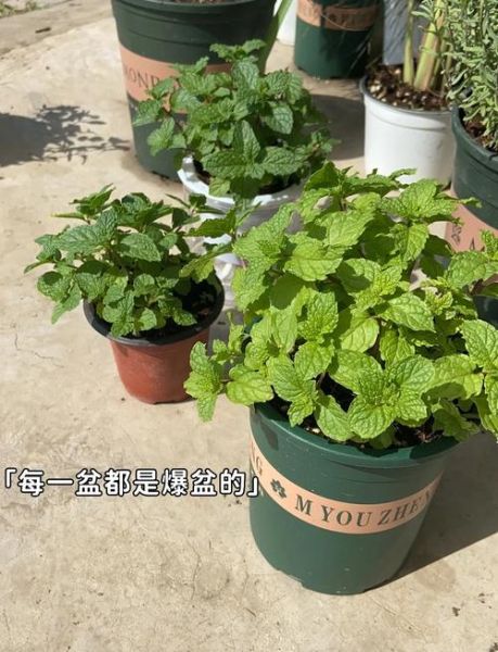 薄荷的功效与作用_薄荷能天天泡水喝吗-第2张图片-山城妙识 薄荷的功效与作用_薄荷能天天泡水喝吗-第2张图片-山城妙识