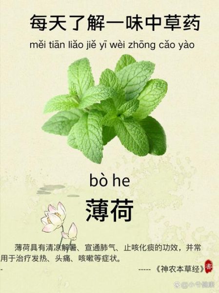 薄荷的功效与作用_薄荷能天天泡水喝吗-第1张图片-山城妙识 薄荷的功效与作用_薄荷能天天泡水喝吗-第1张图片-山城妙识