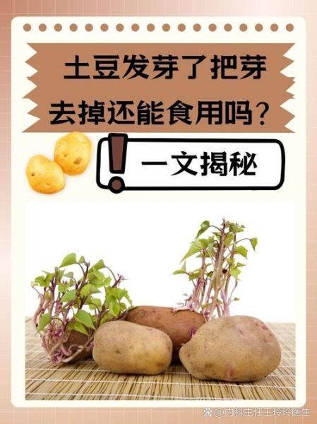 发芽的土豆吃了有什么症状_中毒后怎么办-第3张图片-山城妙识 发芽的土豆吃了有什么症状_中毒后怎么办-第3张图片-山城妙识