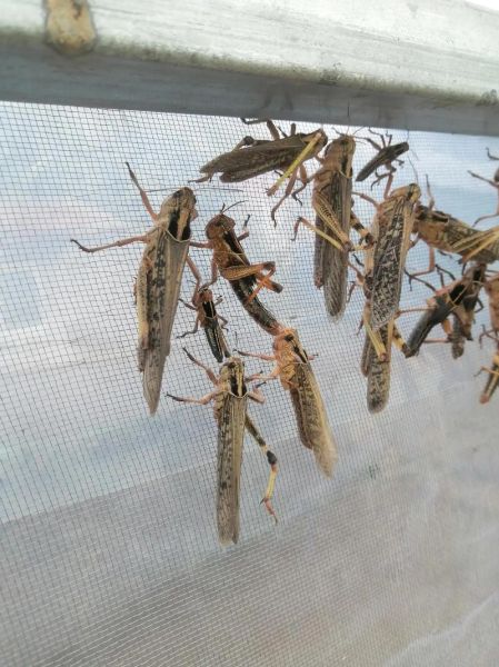 男人吃蚂蚱有什么好处_男人吃蚂蚱能壮阳吗-第1张图片-山城妙识