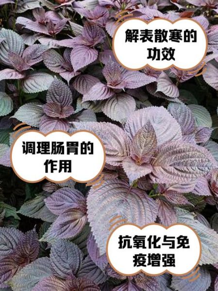 紫苏叶怎么吃_紫苏叶的功效与作用-第2张图片-山城妙识 紫苏叶怎么吃_紫苏叶的功效与作用-第2张图片-山城妙识