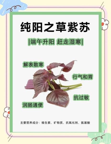 紫苏叶怎么吃_紫苏叶的功效与作用-第1张图片-山城妙识 紫苏叶怎么吃_紫苏叶的功效与作用-第1张图片-山城妙识