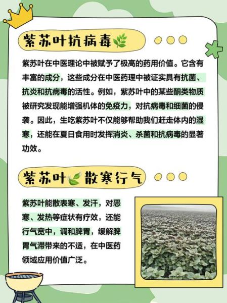 紫苏叶怎么吃_紫苏叶的功效与作用-第3张图片-山城妙识 紫苏叶怎么吃_紫苏叶的功效与作用-第3张图片-山城妙识