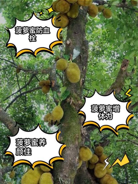 菠萝蜜的功效与作用_菠萝蜜的禁忌人群有哪些-第2张图片-山城妙识 菠萝蜜的功效与作用_菠萝蜜的禁忌人群有哪些-第2张图片-山城妙识