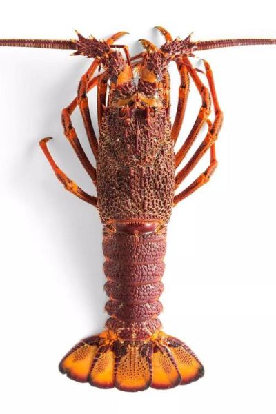 澳洲大龙虾多少钱一斤_2024最新价格行情-第1张图片-山城妙识 澳洲大龙虾多少钱一斤_2024最新价格行情-第1张图片-山城妙识