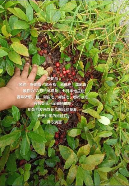 野地瓜的功效与作用_野地瓜怎么吃效果最好-第1张图片-山城妙识 野地瓜的功效与作用_野地瓜怎么吃效果最好-第1张图片-山城妙识