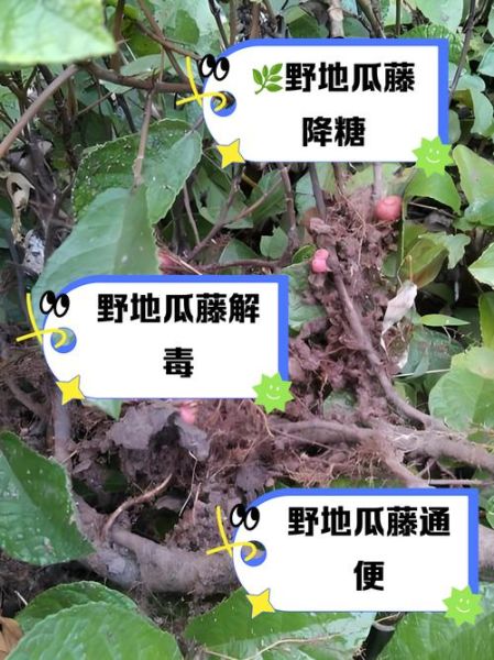 野地瓜的功效与作用_野地瓜怎么吃效果最好-第2张图片-山城妙识 野地瓜的功效与作用_野地瓜怎么吃效果最好-第2张图片-山城妙识